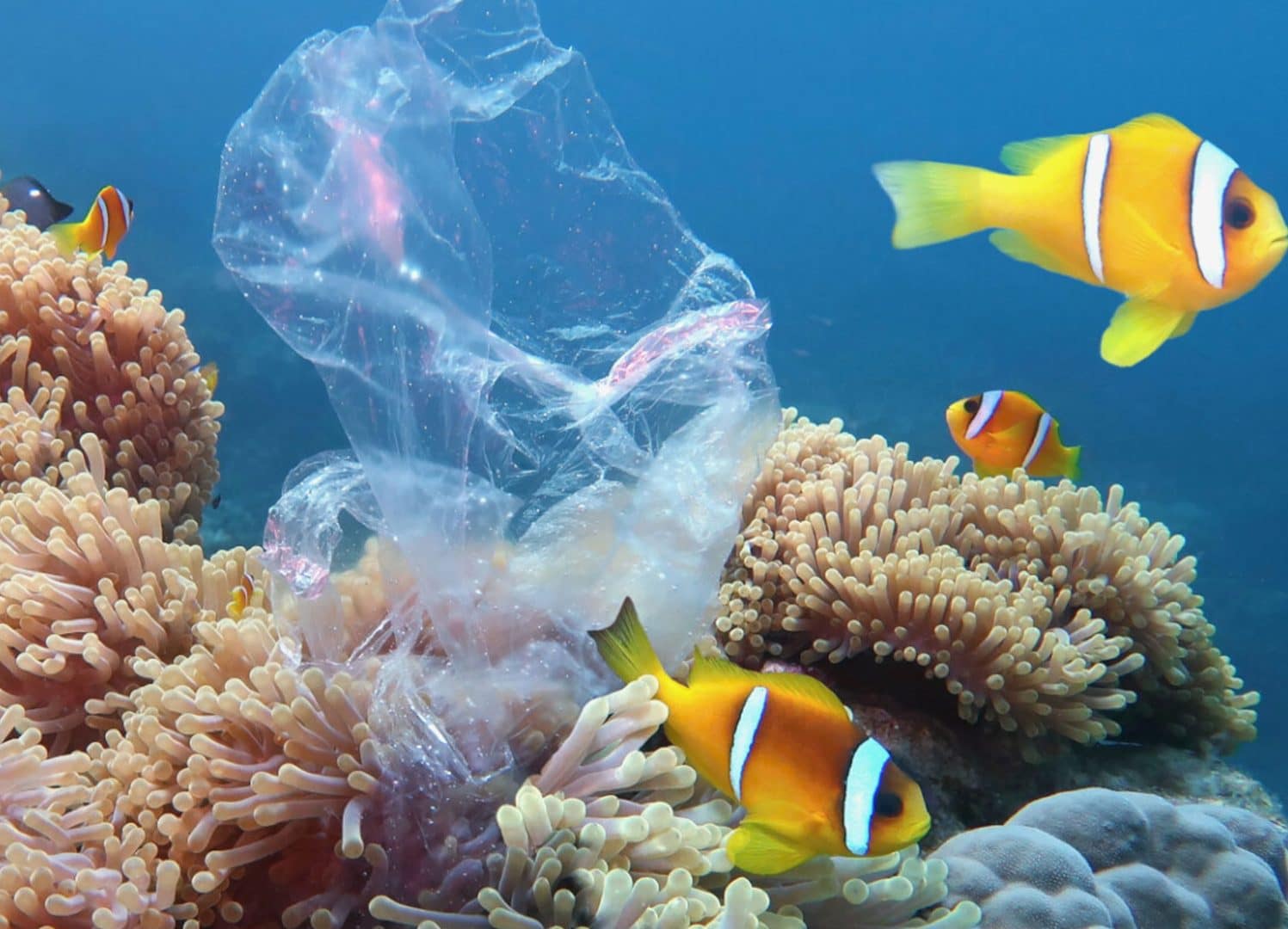 The Edmiston Foundation: working together for the good of the marine ...